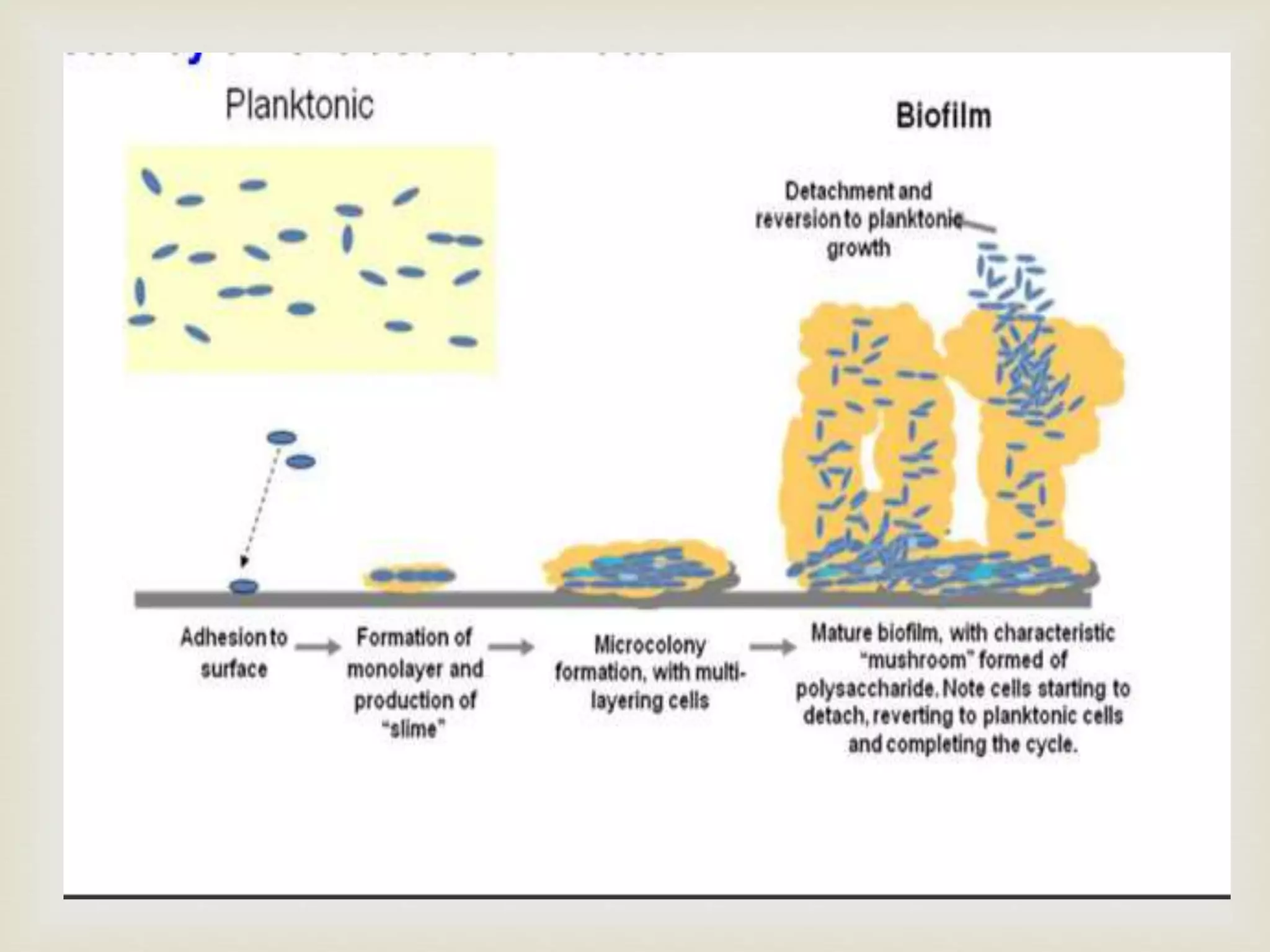 Microbial biofilm | PPTX