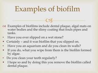 Microbial biofilm | PPTX