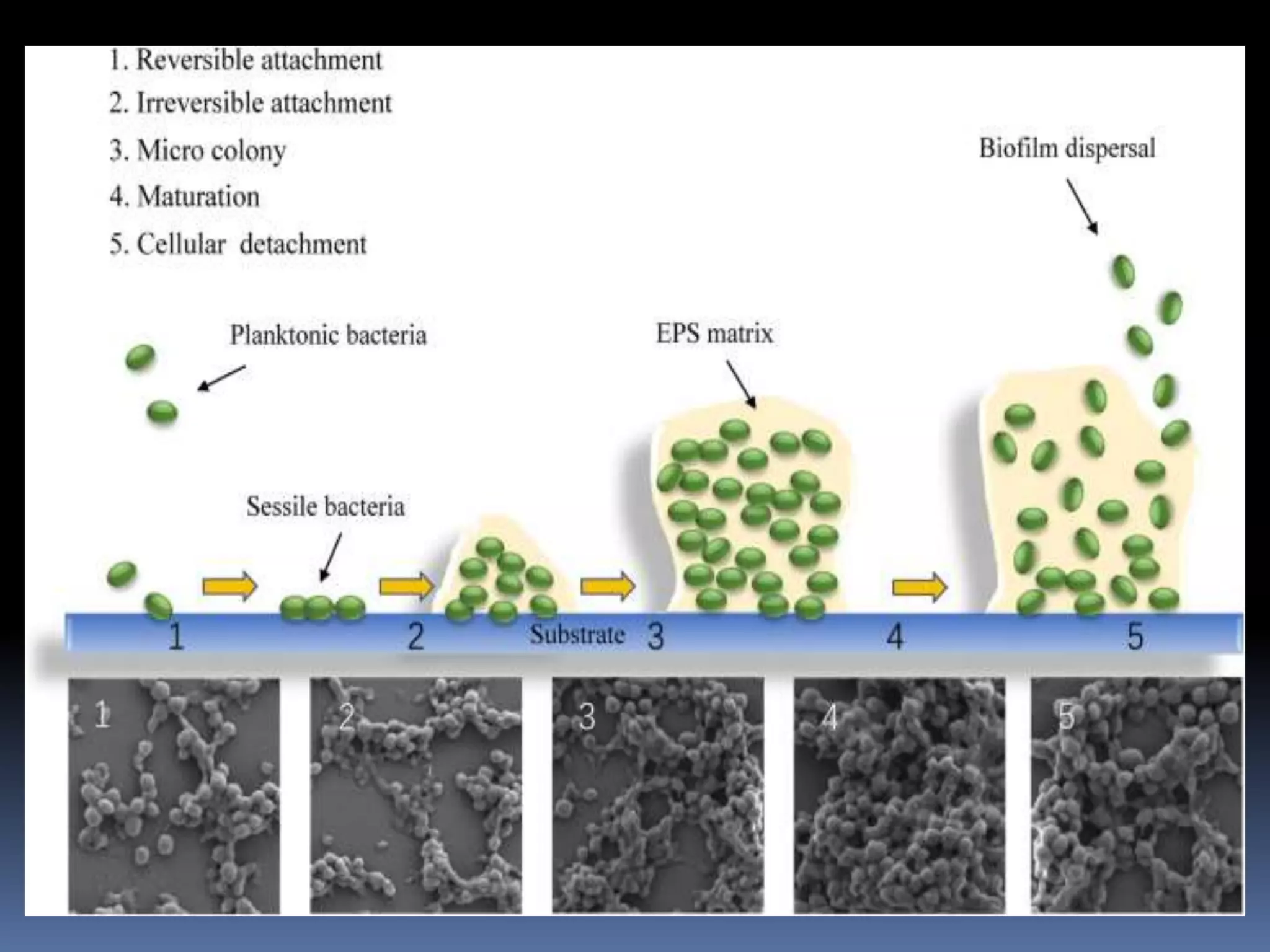 Microbial biofilms formation | PPTX