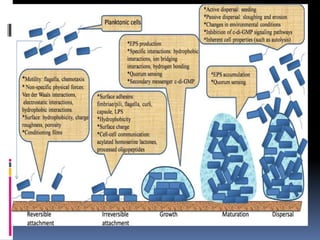 Microbial biofilms formation | PPTX