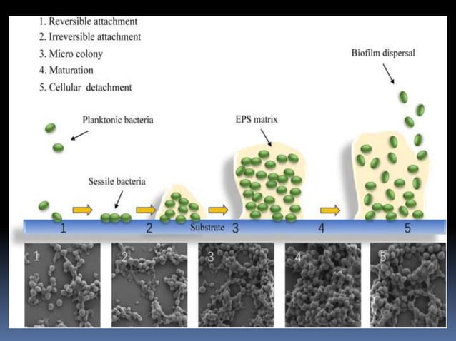 Microbial biofilms formation | PPT