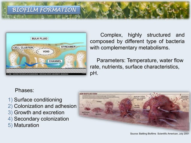 Microbial biofilms pilar valverde | PPTX