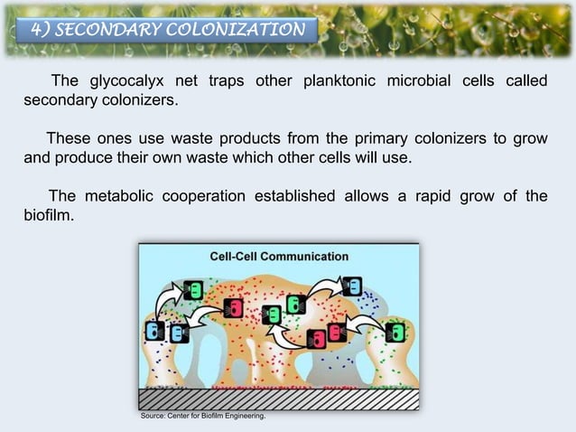 Microbial biofilms pilar valverde | PPTX