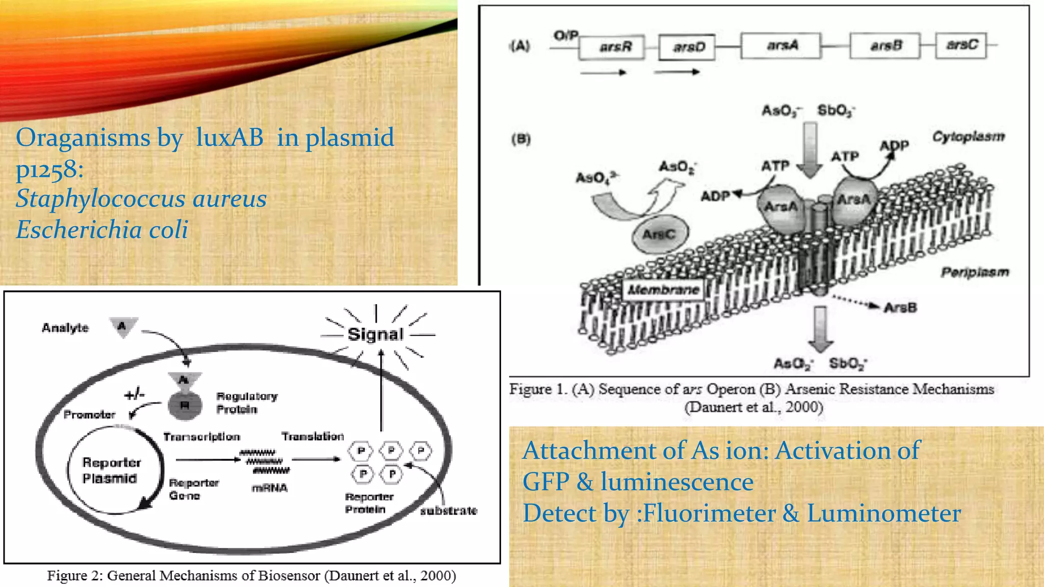 Microbial biosensors structure and mechanism | PPTX