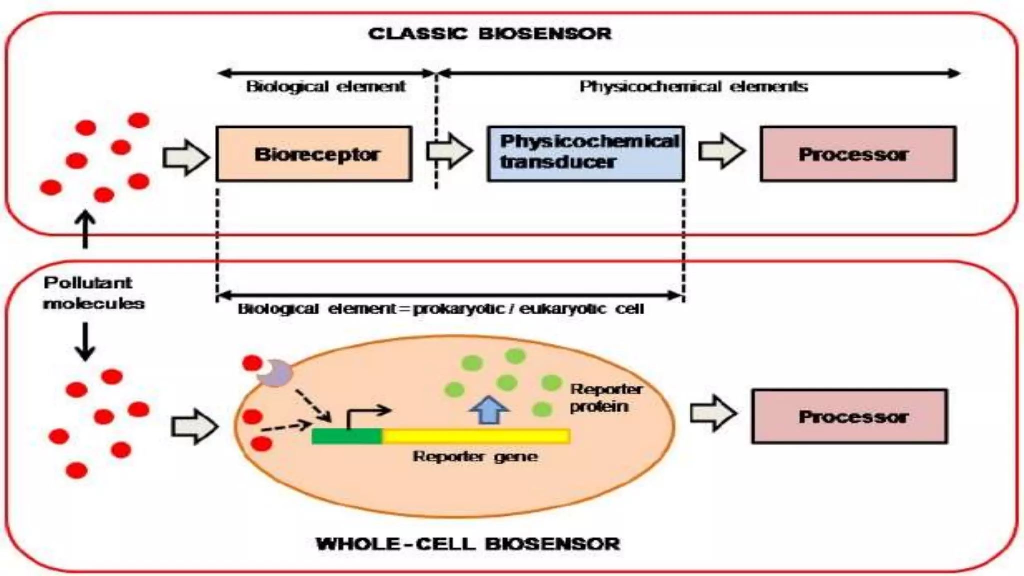 Microbial biosensors structure and mechanism | PPTX