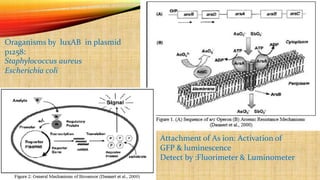 Microbial biosensors structure and mechanism | PPTX