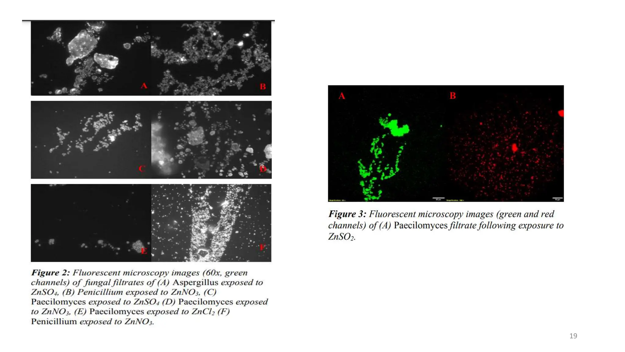 Microbial bio Synthesis of nanoparticles.pptx
