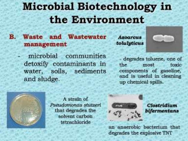 Microbial biotechnology | PPTX
