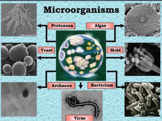 Microbial biotechnology