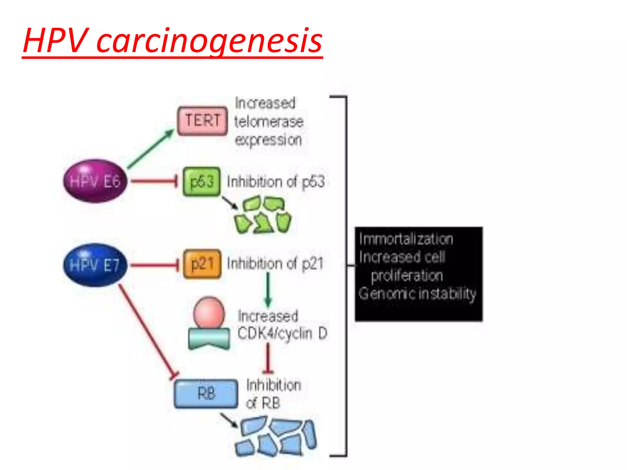 Microbial carcinogenesis - Molecular Mechanism of Cancer | PPTX