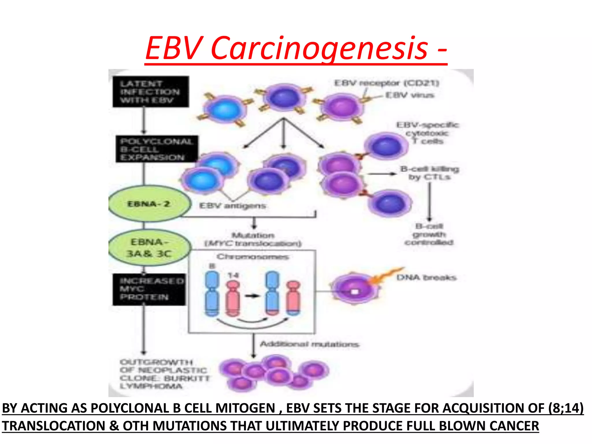 Microbial carcinogenesis - Molecular Mechanism of Cancer | PPTX