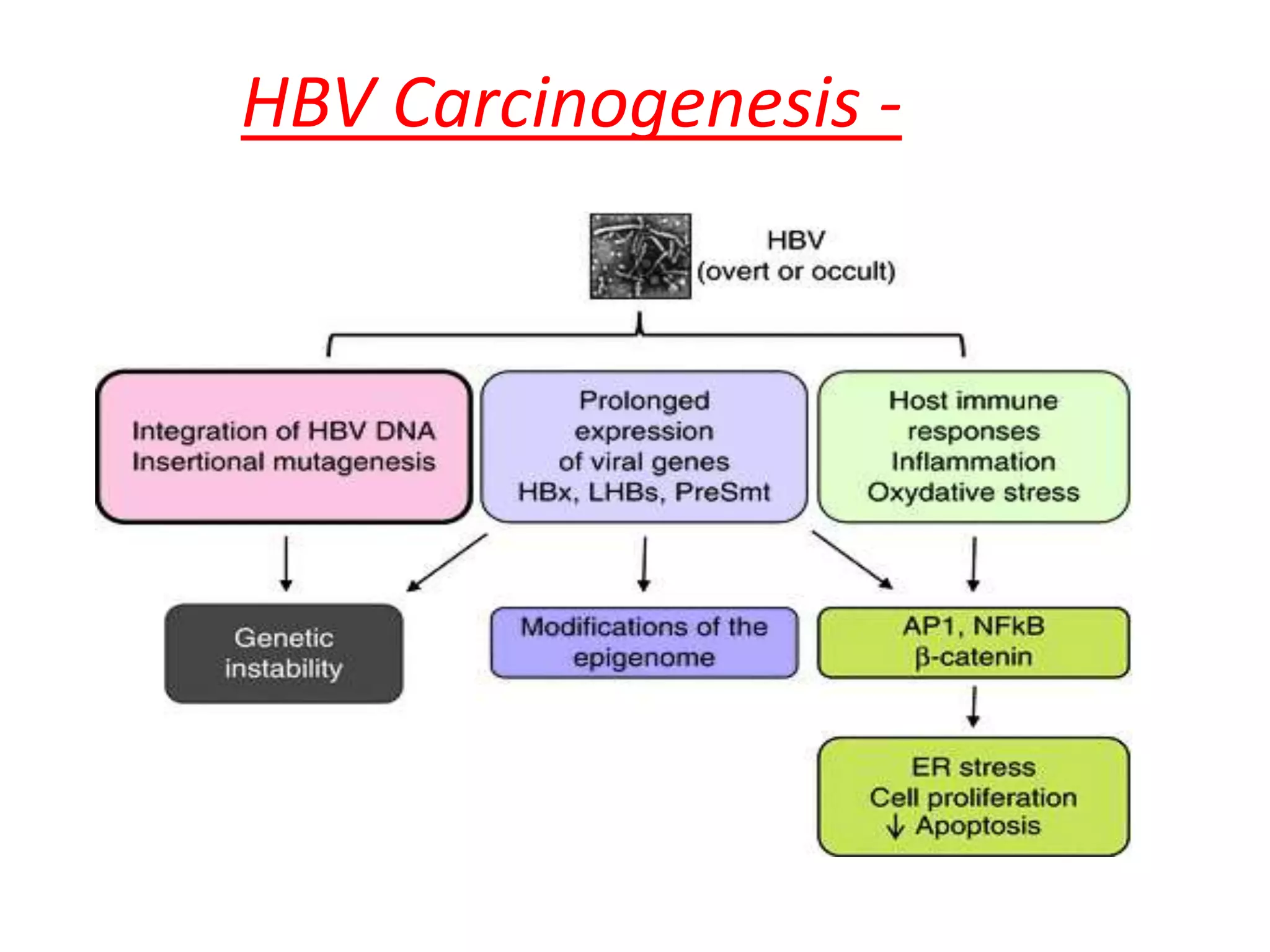 Microbial carcinogenesis - Molecular Mechanism of Cancer | PPTX