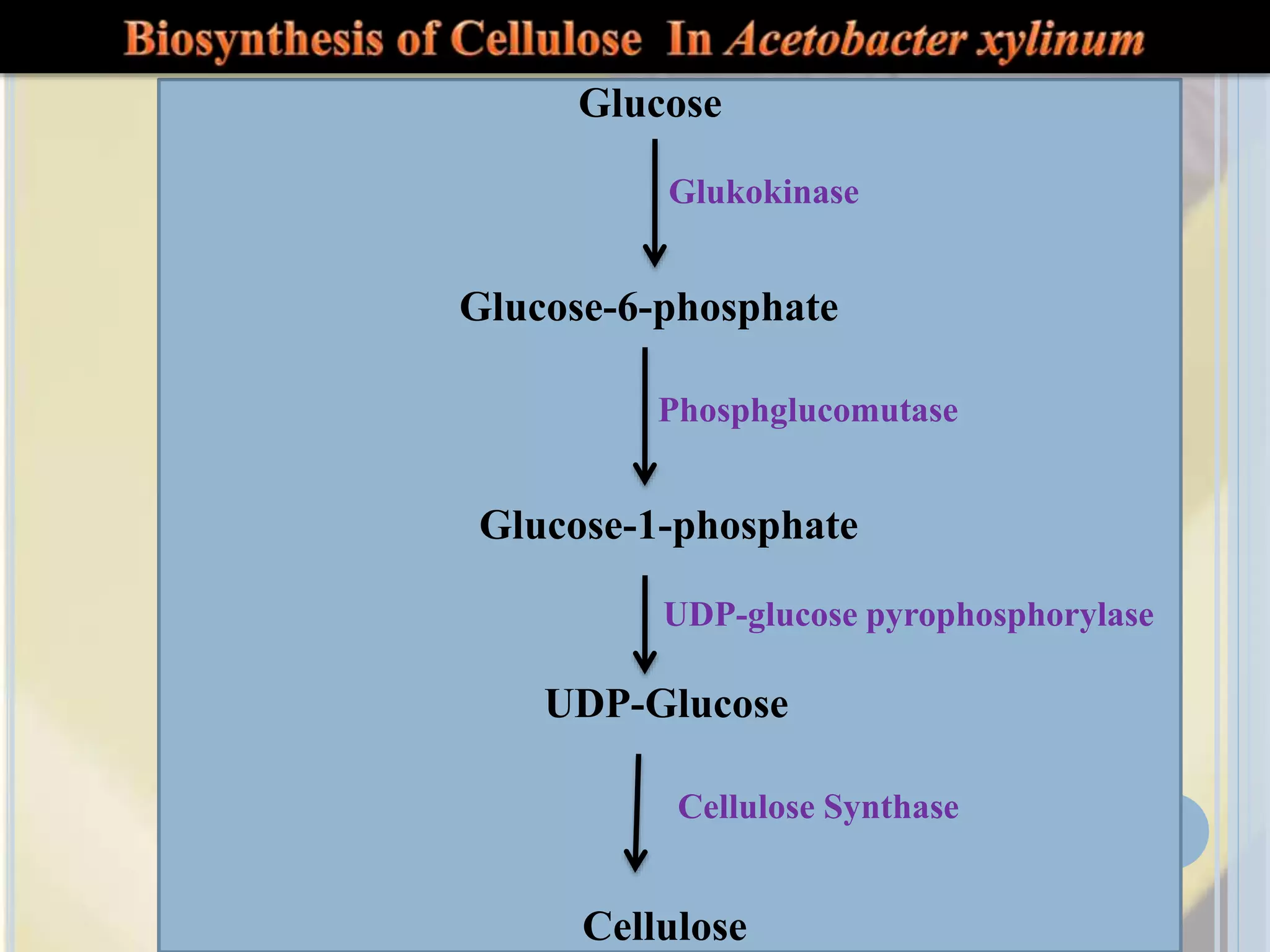 Microbial cellulose | PPTX