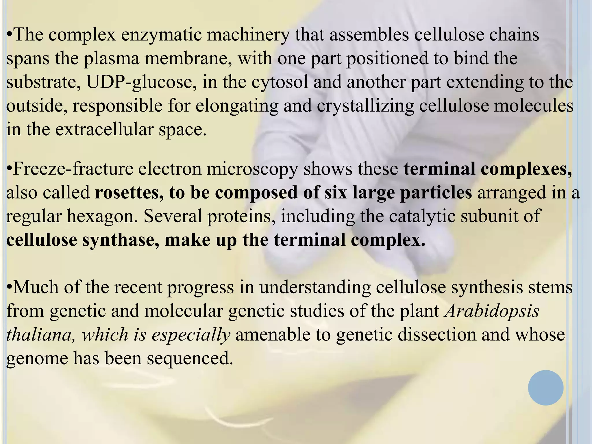 Microbial cellulose | PPTX