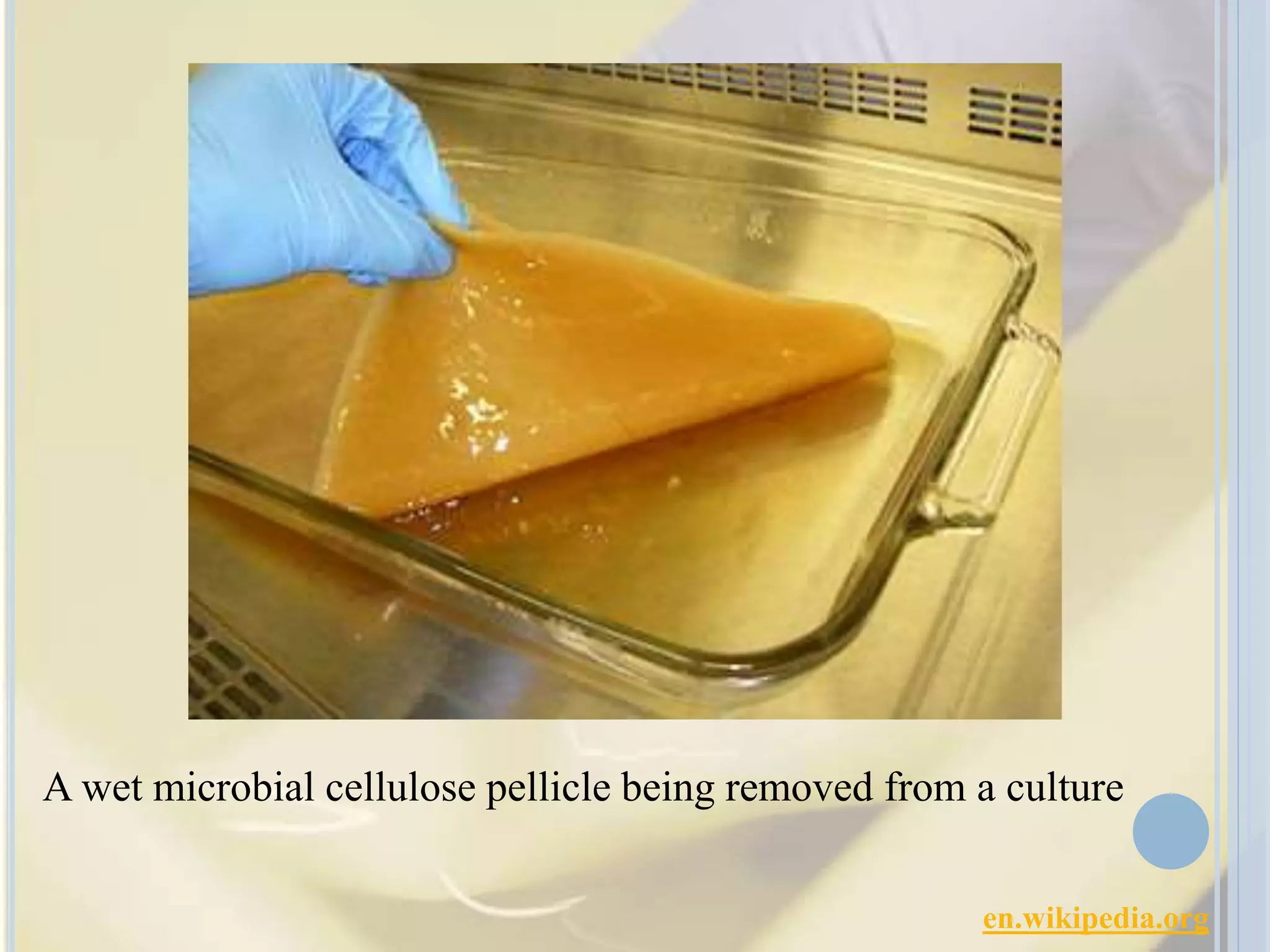 Microbial cellulose | PPTX