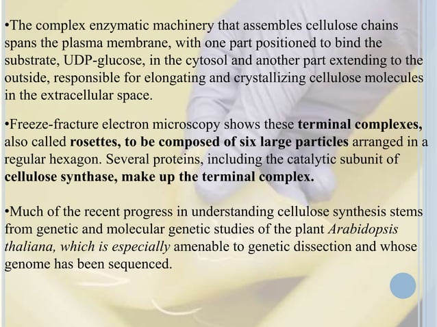 Microbial cellulose | PPTX