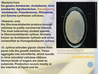 Microbial cellulose | PPTX