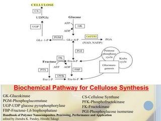 Microbial cellulose | PPT