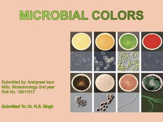 Microbial colors | PPTX