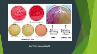 MICROBIAL CONTAMINATION DETECTION METHODS & PERMISSIBLE LIMITS | PDF