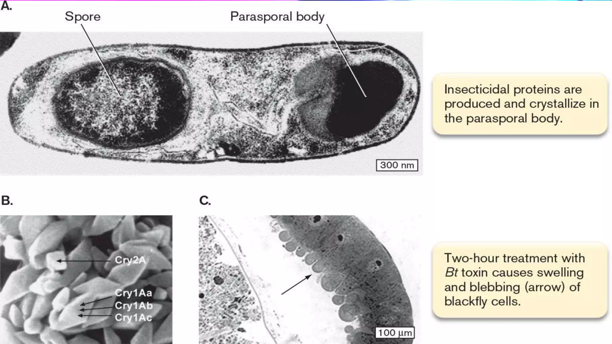 Microbial control - insect- pest control | PPTX