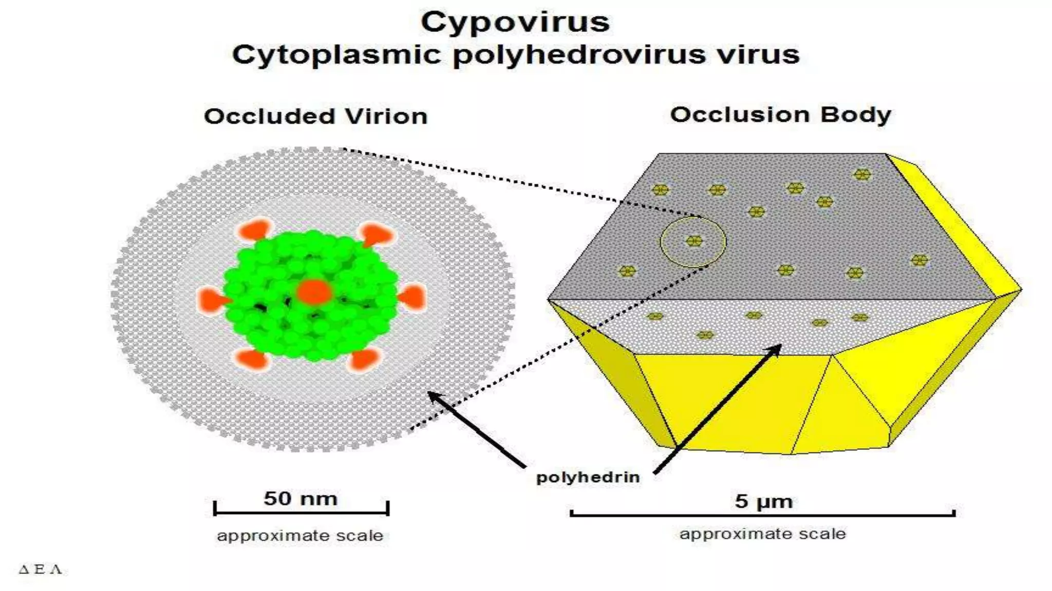 Microbial control - insect- pest control | PPTX
