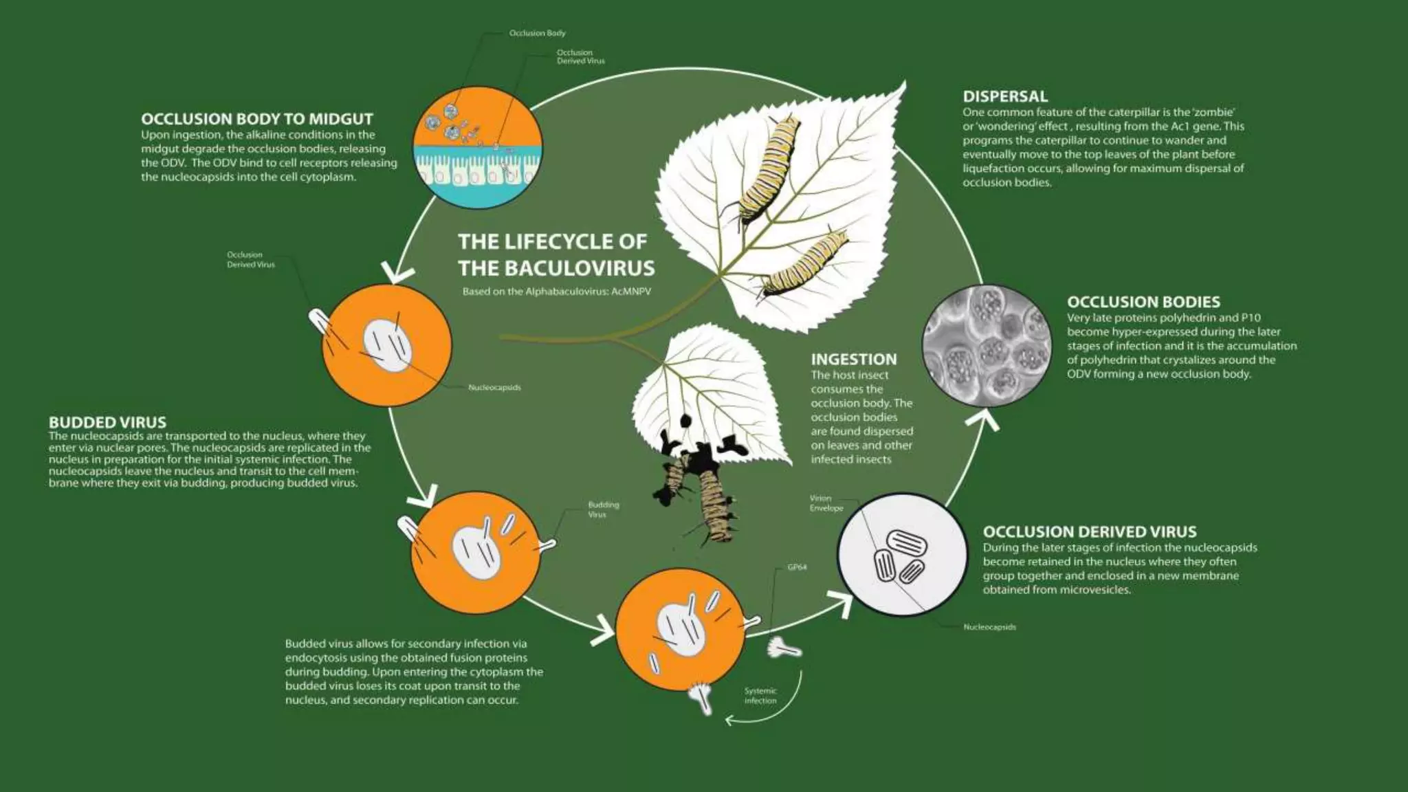 Microbial control - insect- pest control | PPTX