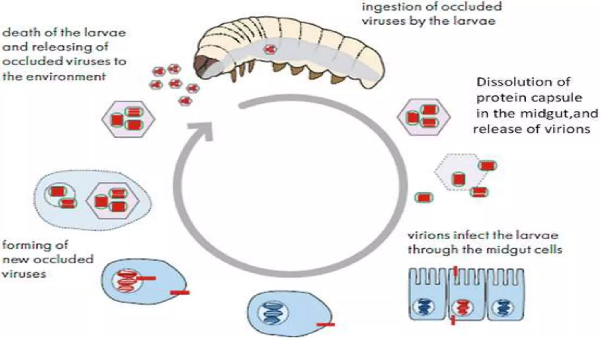 Microbial control - insect- pest control | PPTX