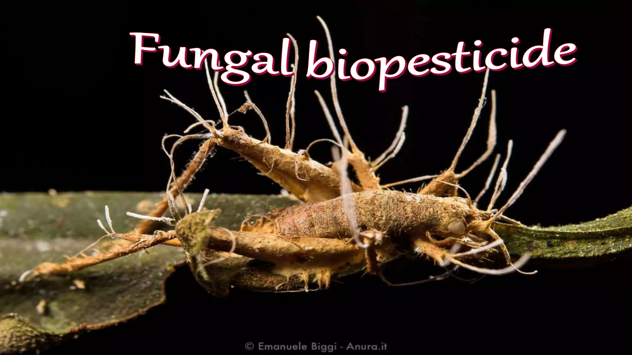 Microbial control - insect- pest control | PPTX