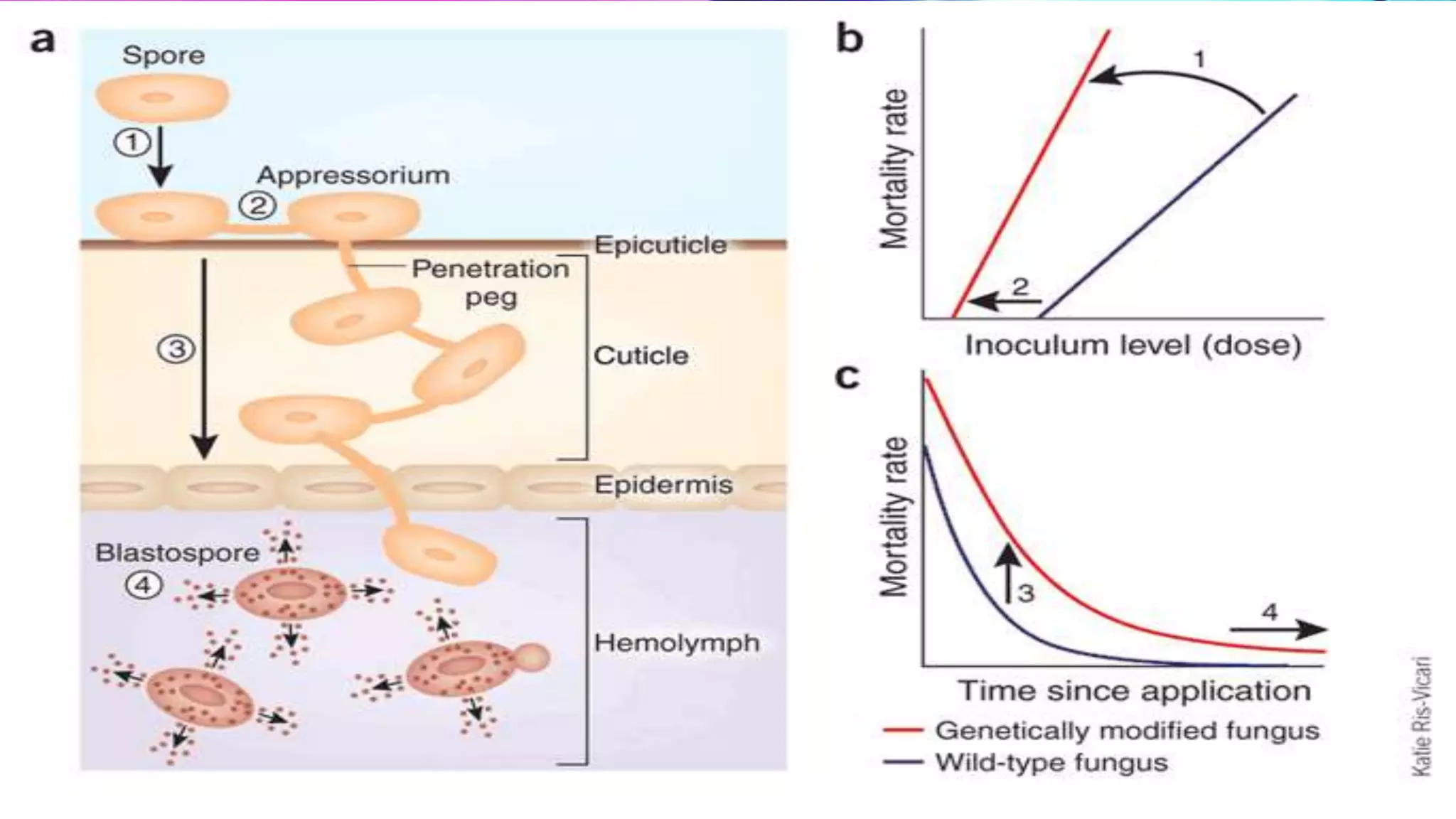 Microbial control - insect- pest control | PPTX
