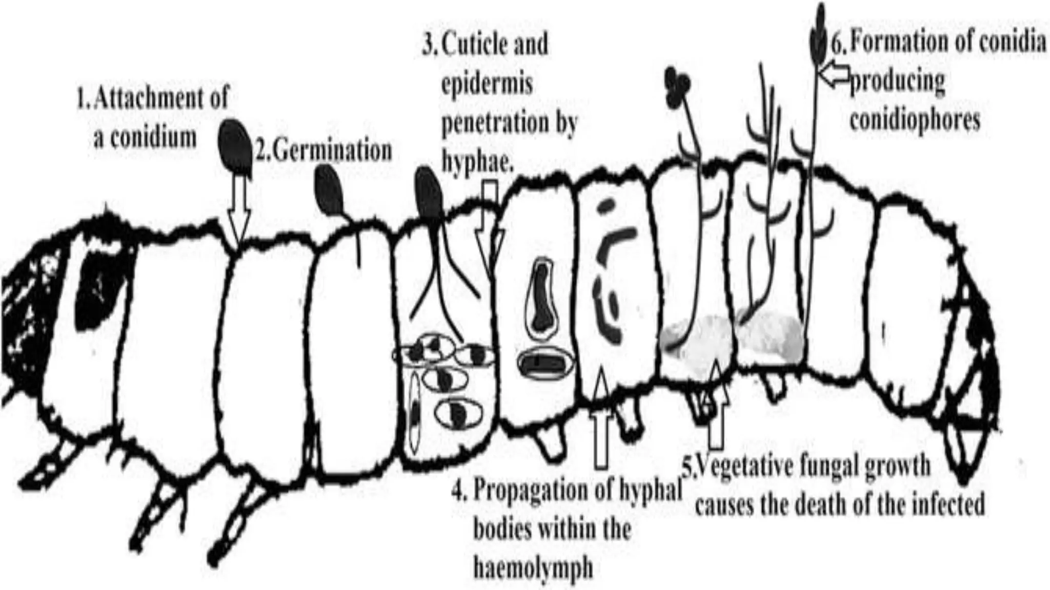 Microbial control - insect- pest control | PPTX