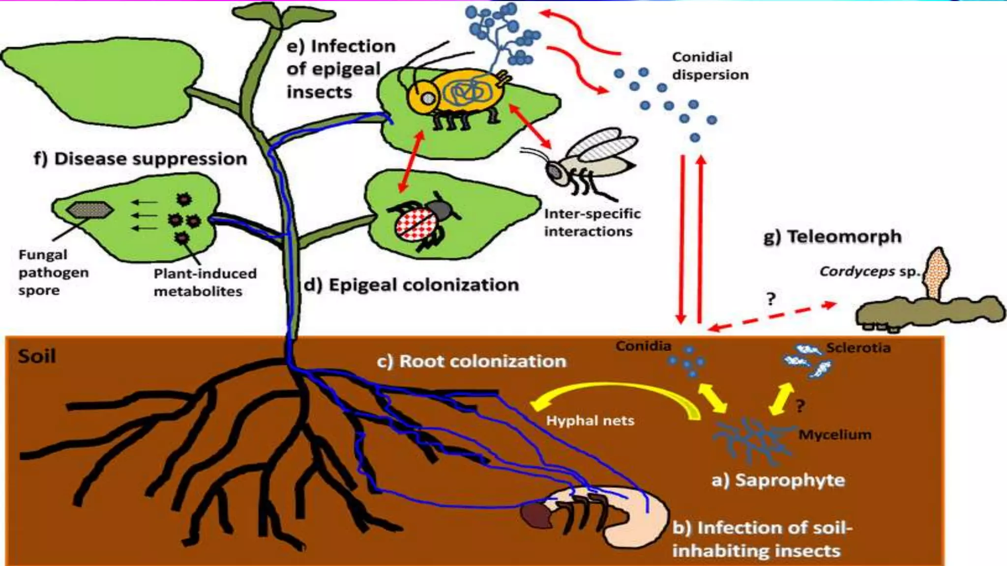 Microbial control - insect- pest control | PPTX