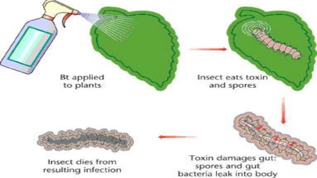 Microbial control - insect- pest control | PPTX