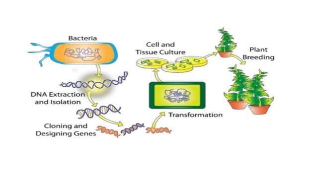 Microbial control - insect- pest control | PPTX