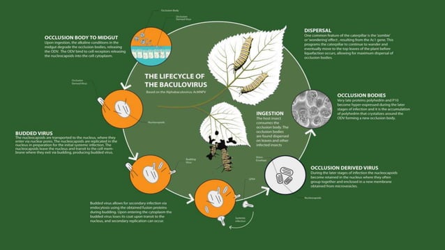 Microbial control - insect- pest control | PPTX