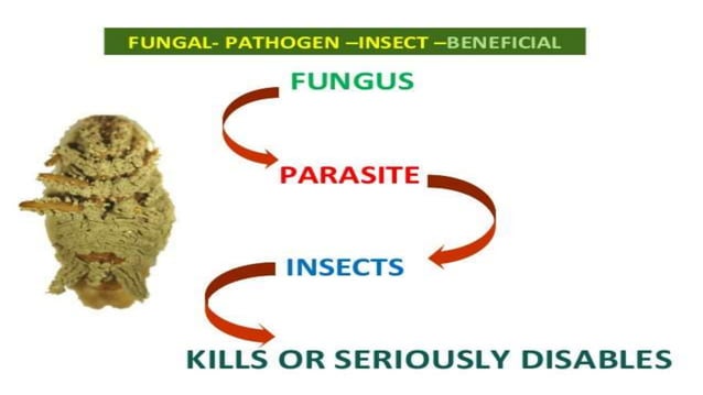 Microbial control - insect- pest control | PPTX