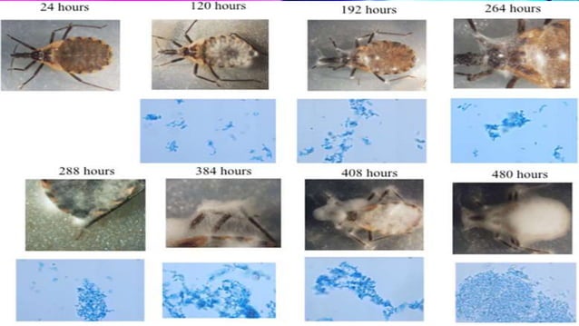 Microbial control - insect- pest control | PPTX