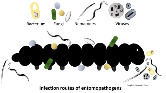 Microbial control - insect- pest control | PPTX