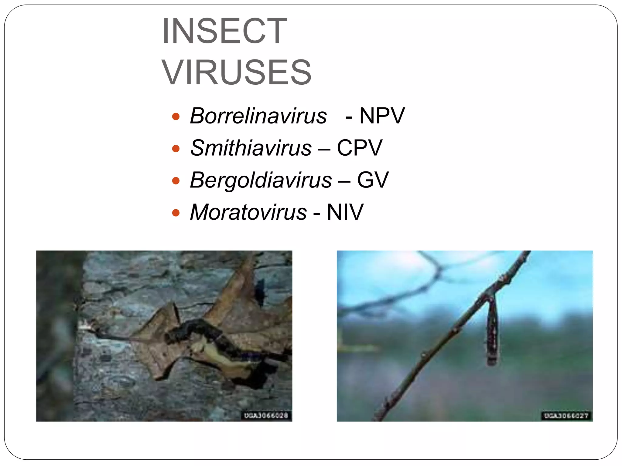 Microbial control of_crop_pest_by_employing_viruses | PPTX