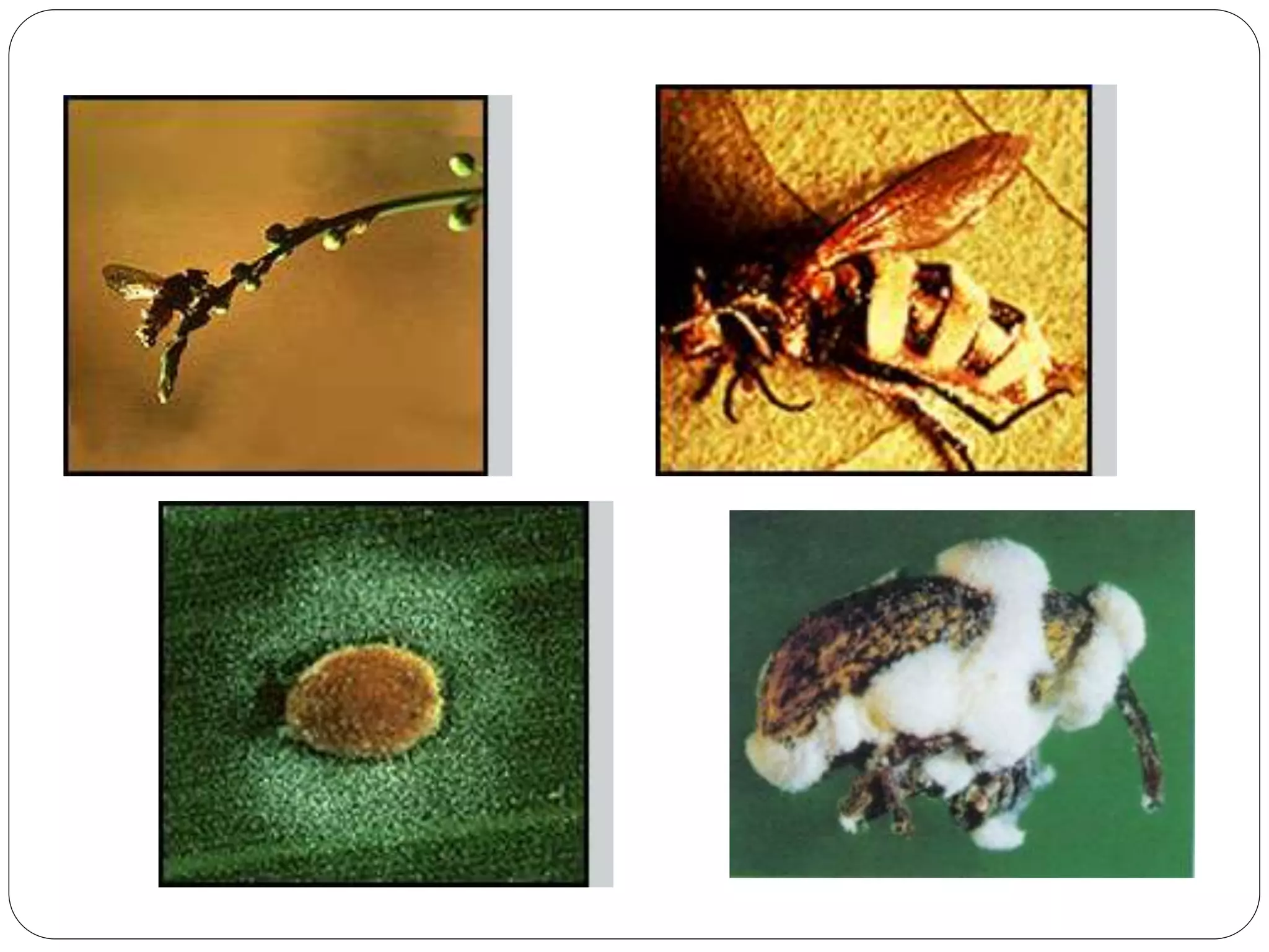 Microbial control of_crop_pest_by_employing_viruses | PPTX