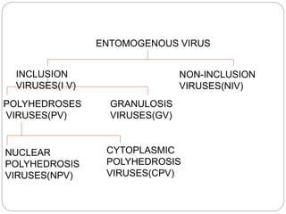 Microbial control of_crop_pest_by_employing_viruses | PPTX