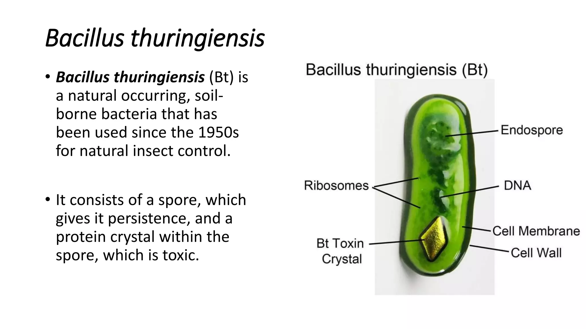 Microbial control of insect pests | PPTX