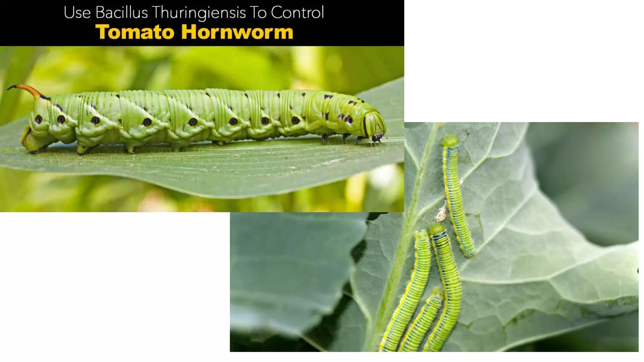 Microbial control of insect pests | PPTX
