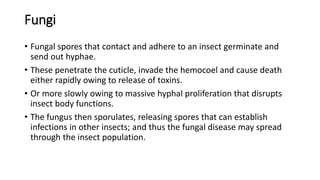 Microbial control of insect pests | PPTX