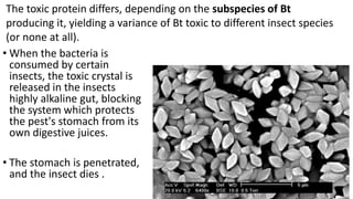 Microbial control of insect pests | PPTX