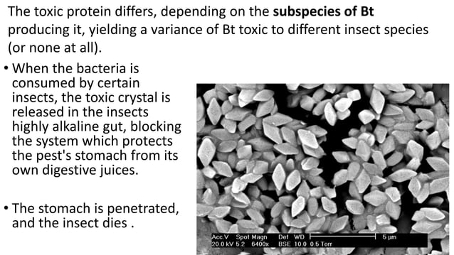 Microbial control of insect pests | PPTX | Gardening | Home & Garden