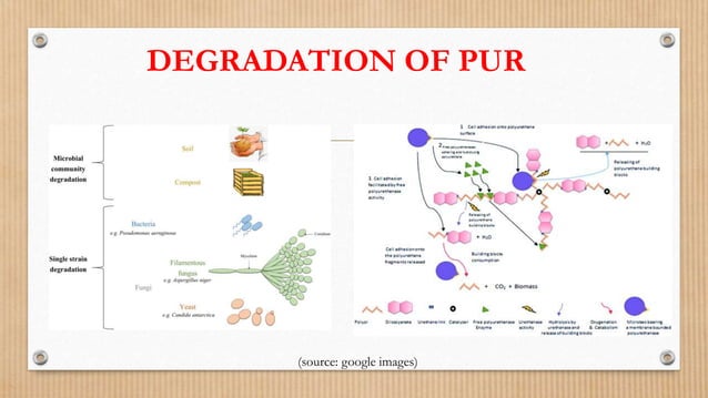 Microbial degradation of plastic | PPTX | Chemistry | Science