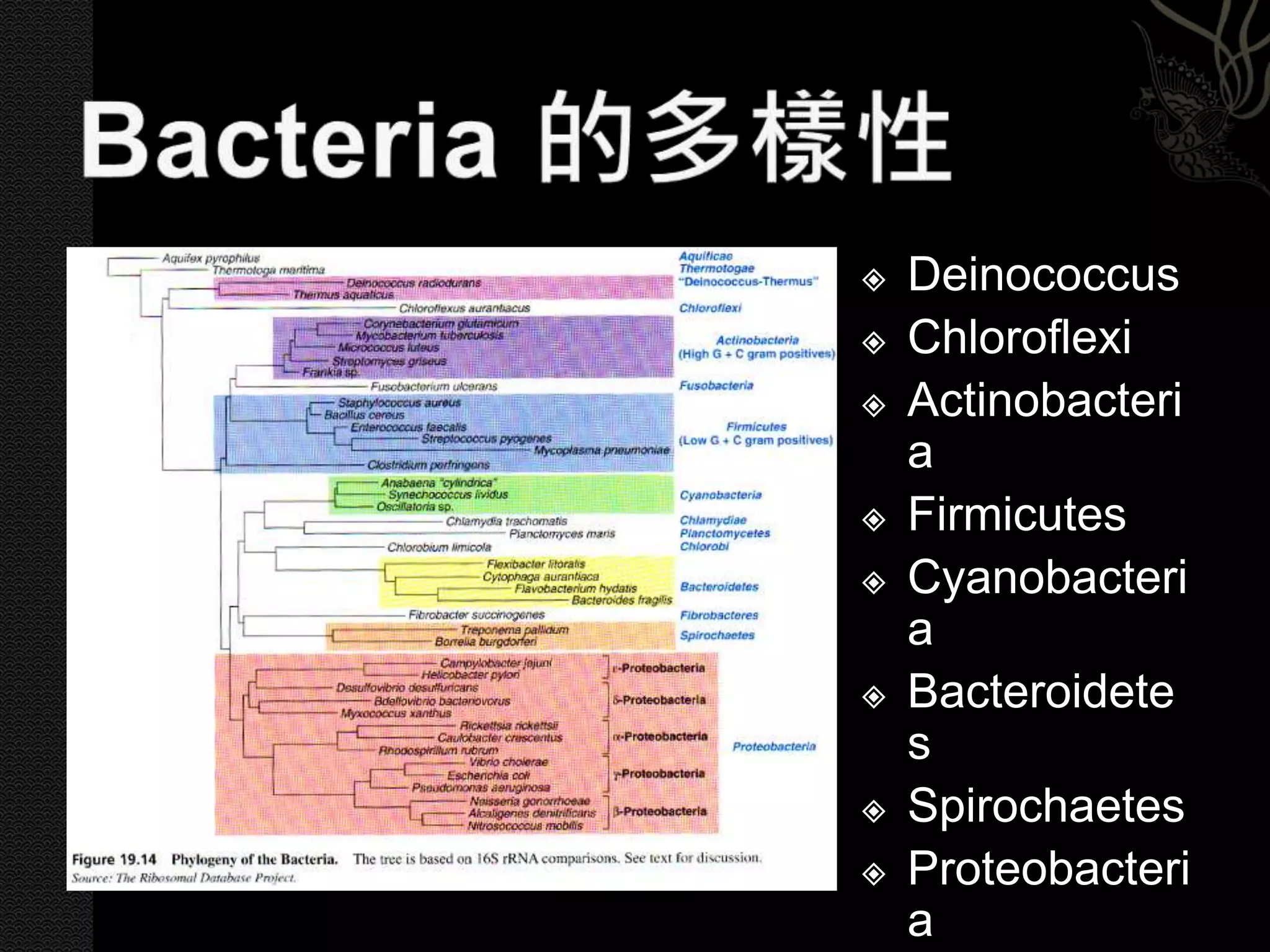 Microbial diversity and ecology: Microbial evolution | PPTX