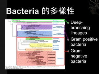 Microbial diversity and ecology: Microbial evolution | PPTX