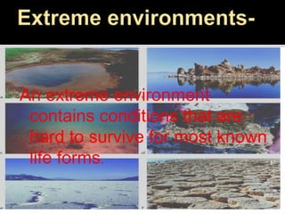 Microbial diversity in extreme enviornments | PPT